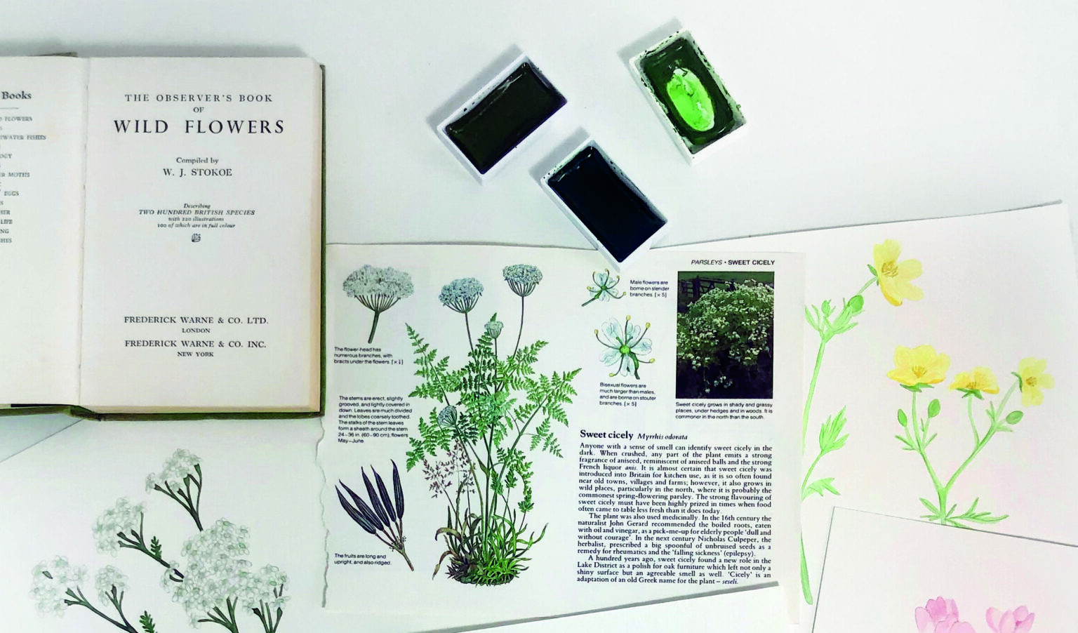 Wild Botanicals in Watercolour | Yorkshire Contemporary